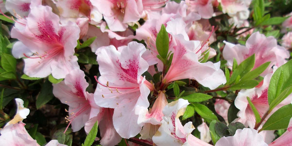 April 2025: Things to do in Atlanta & Beyond - Atlanta and Beyond