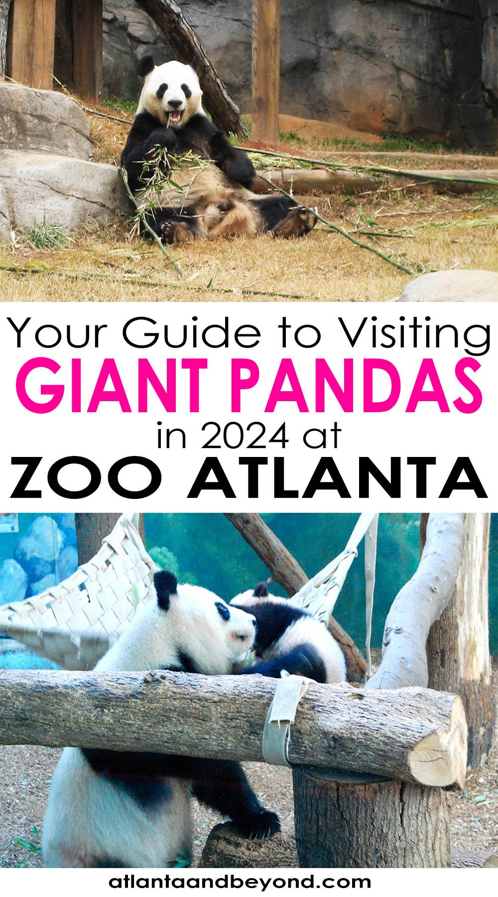 See Giant Pandas in the US at Zoo Atlanta in 2024 - Atlanta and Beyond