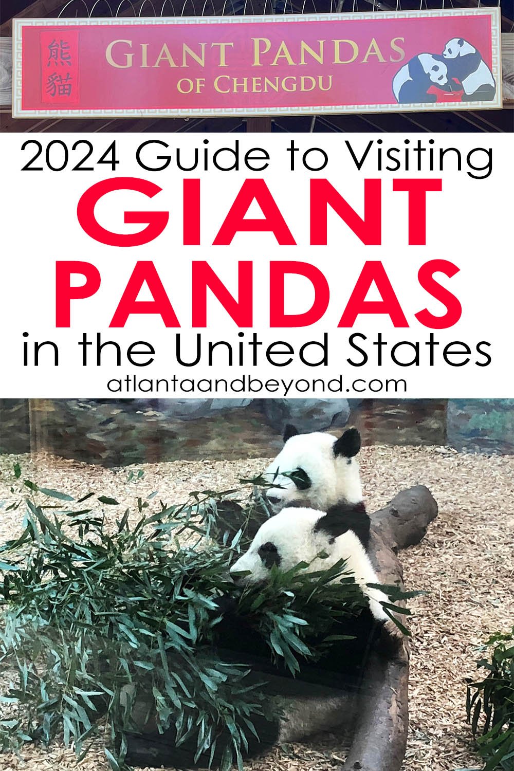 See Giant Pandas in the US at Zoo Atlanta in 2024 - Atlanta and Beyond
