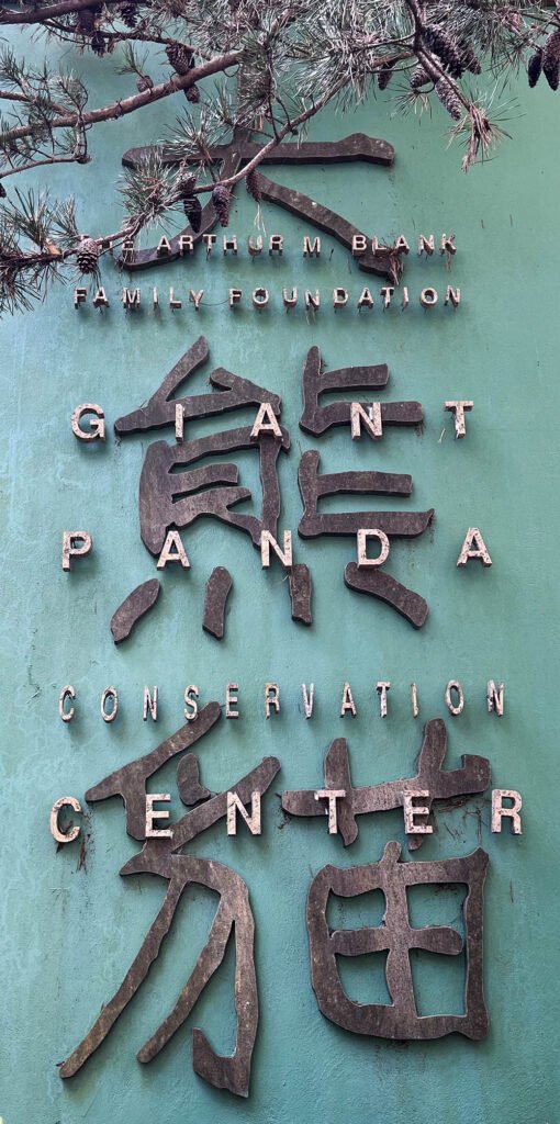 See Giant Pandas in the US at Zoo Atlanta in 2024 - Atlanta and Beyond