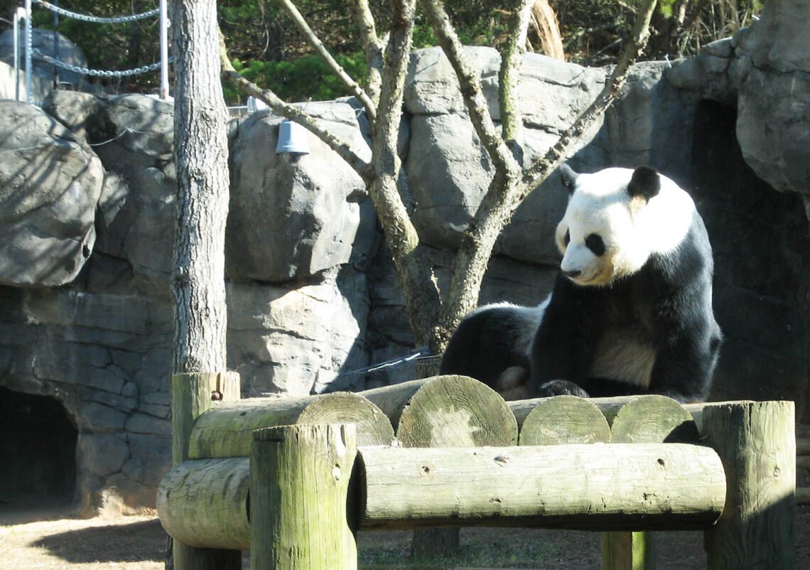 See Giant Pandas in the US at Zoo Atlanta in 2024 - Atlanta and Beyond