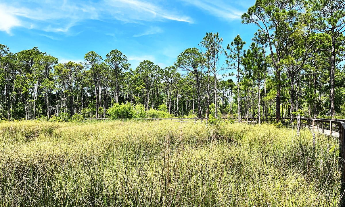 Mexico Beach & Cape San Blas: Florida's Forgotten Coast - Atlanta and ...