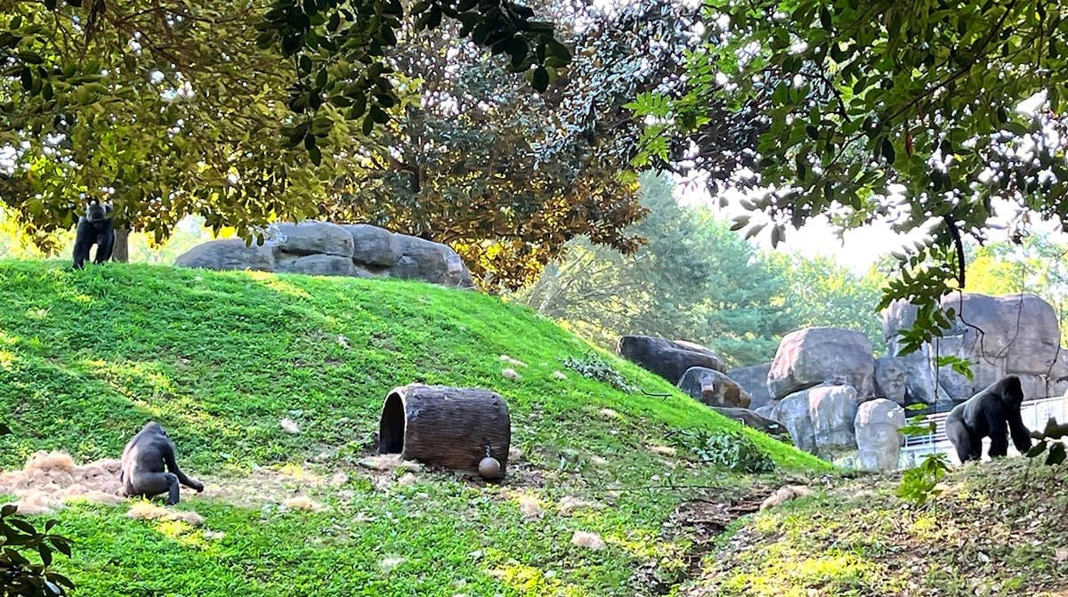 Inside Zoo Atlanta: Local Guide & Insider Tips - Atlanta and Beyond