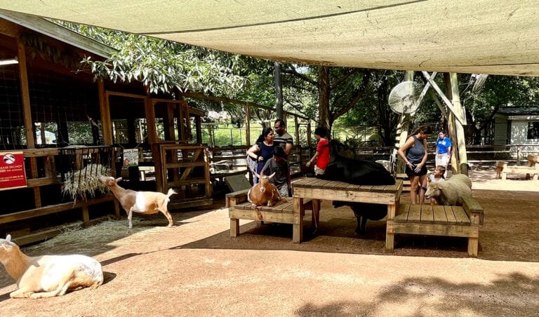 Inside Zoo Atlanta: Local Guide & Insider Tips - Atlanta and Beyond