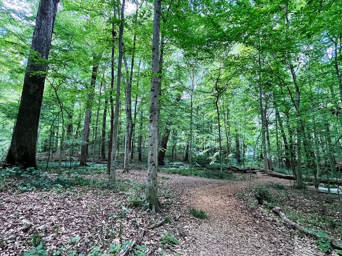 Cator Woolford Gardens Atlanta: How to Visit this Hidden Gem - Atlanta ...
